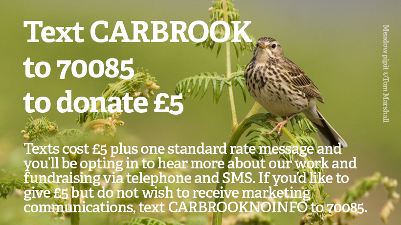 Carbrook Ravine | Reserves | Sheffield & Rotherham Wildlife Trust