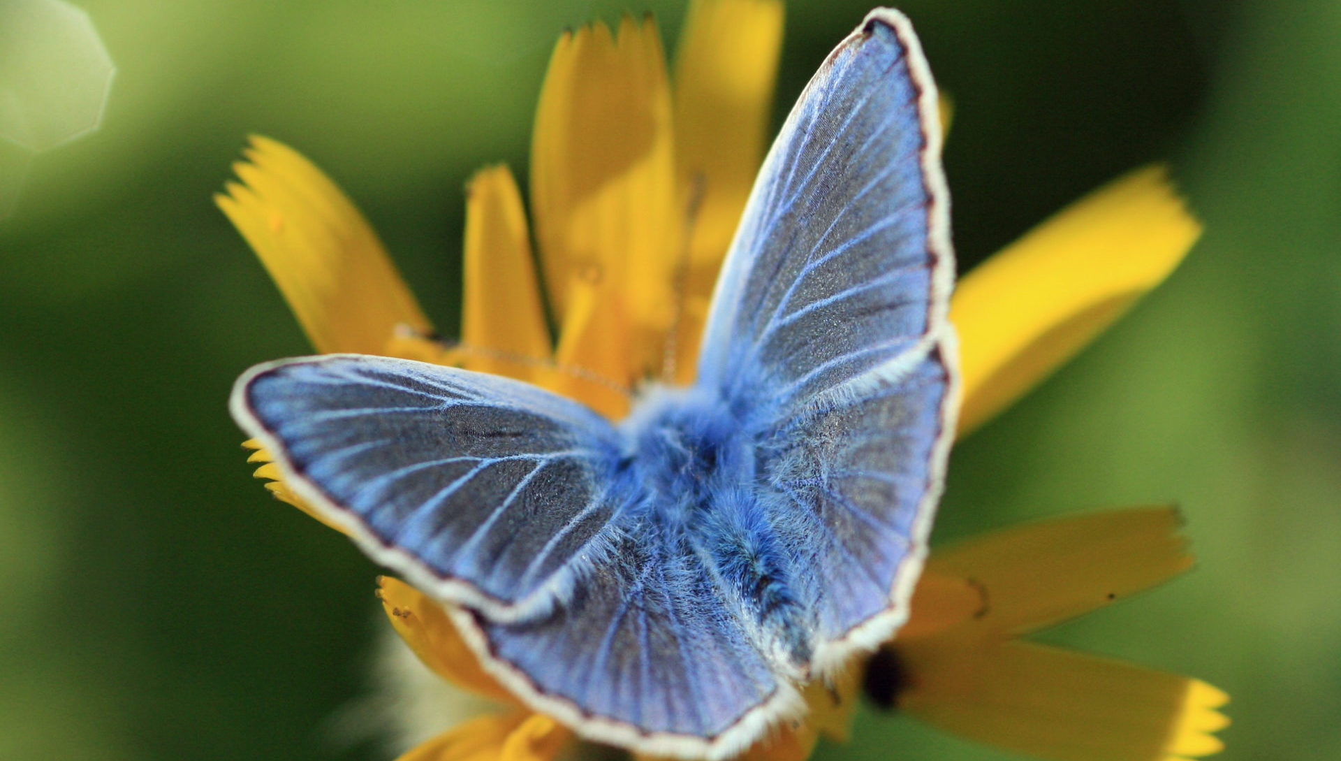 Common Blue - Sheffield & Rotherham Wildlife Trust