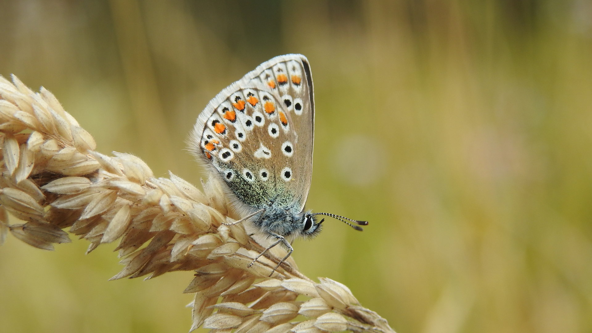 Ben's Butterfly Diaries - Sheffield & Rotherham Wildlife Trust