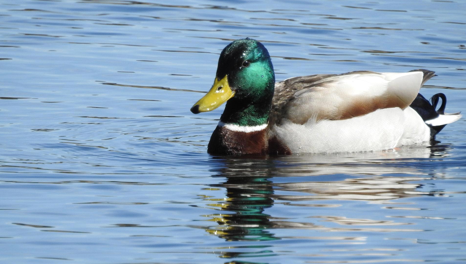 Mallard - Sheffield & Rotherham Wildlife Trust