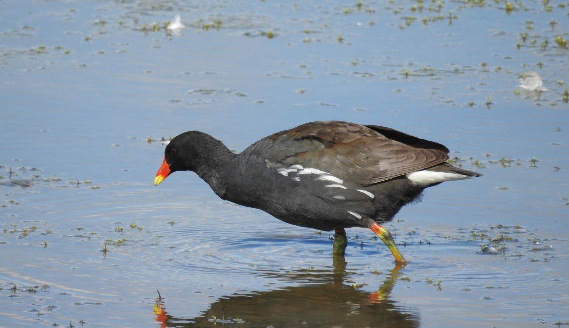 Moorhen - Sheffield & Rotherham Wildlife Trust