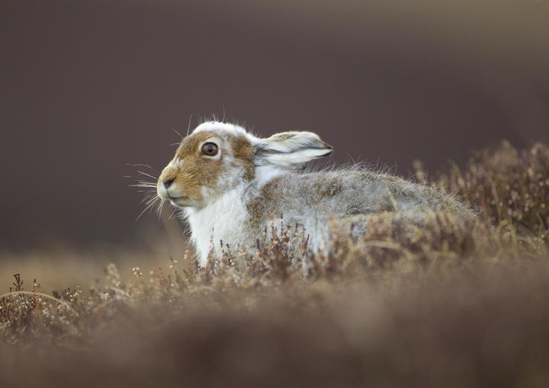 Mountain Hare | Sheffield & Rotherham Wildlife Trust