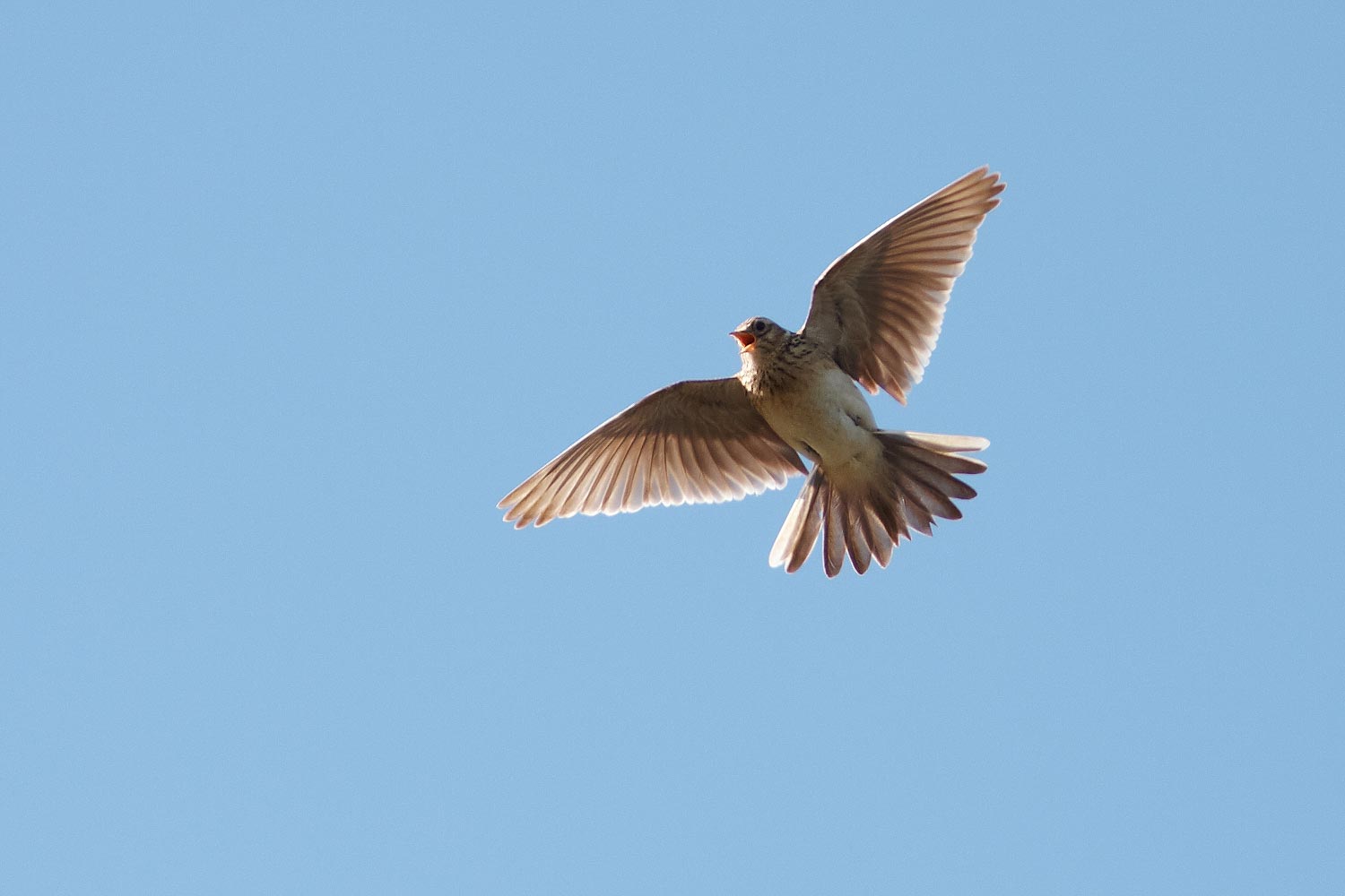 Skylark - Sheffield & Rotherham Wildlife Trust