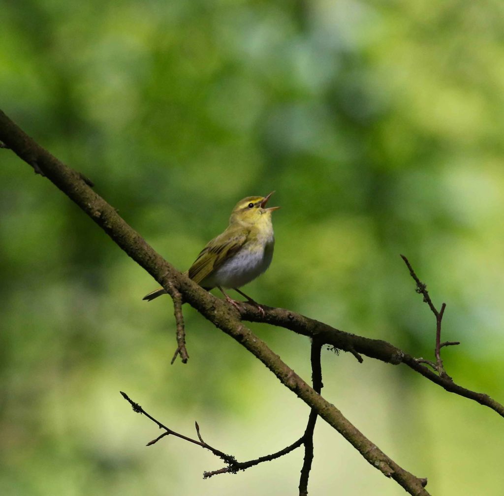 Wood Warbler | Sheffield & Rotherham Wildlife Trust