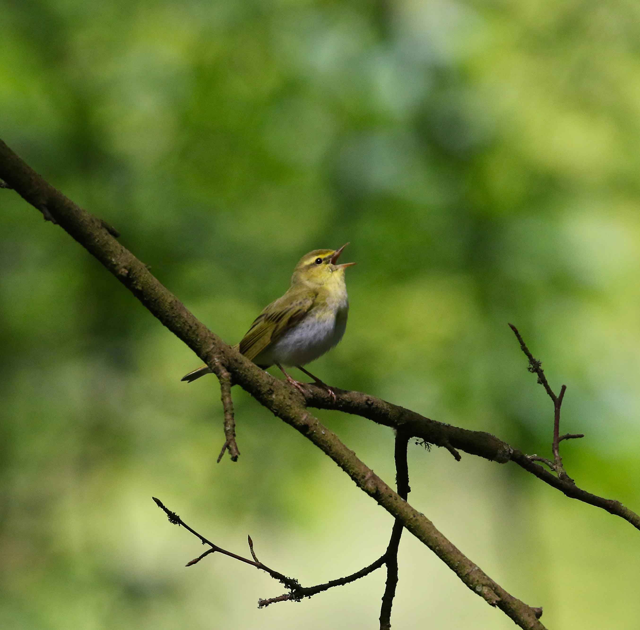 Wood Warbler | Sheffield & Rotherham Wildlife Trust