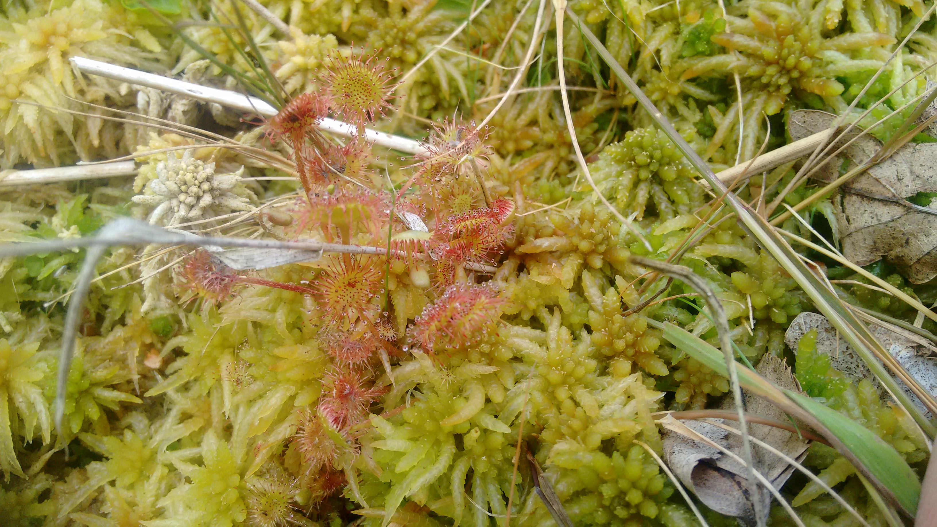 Work completed on Agden Rocher Bog | Sheffield & Rotherham Wildlife Trust