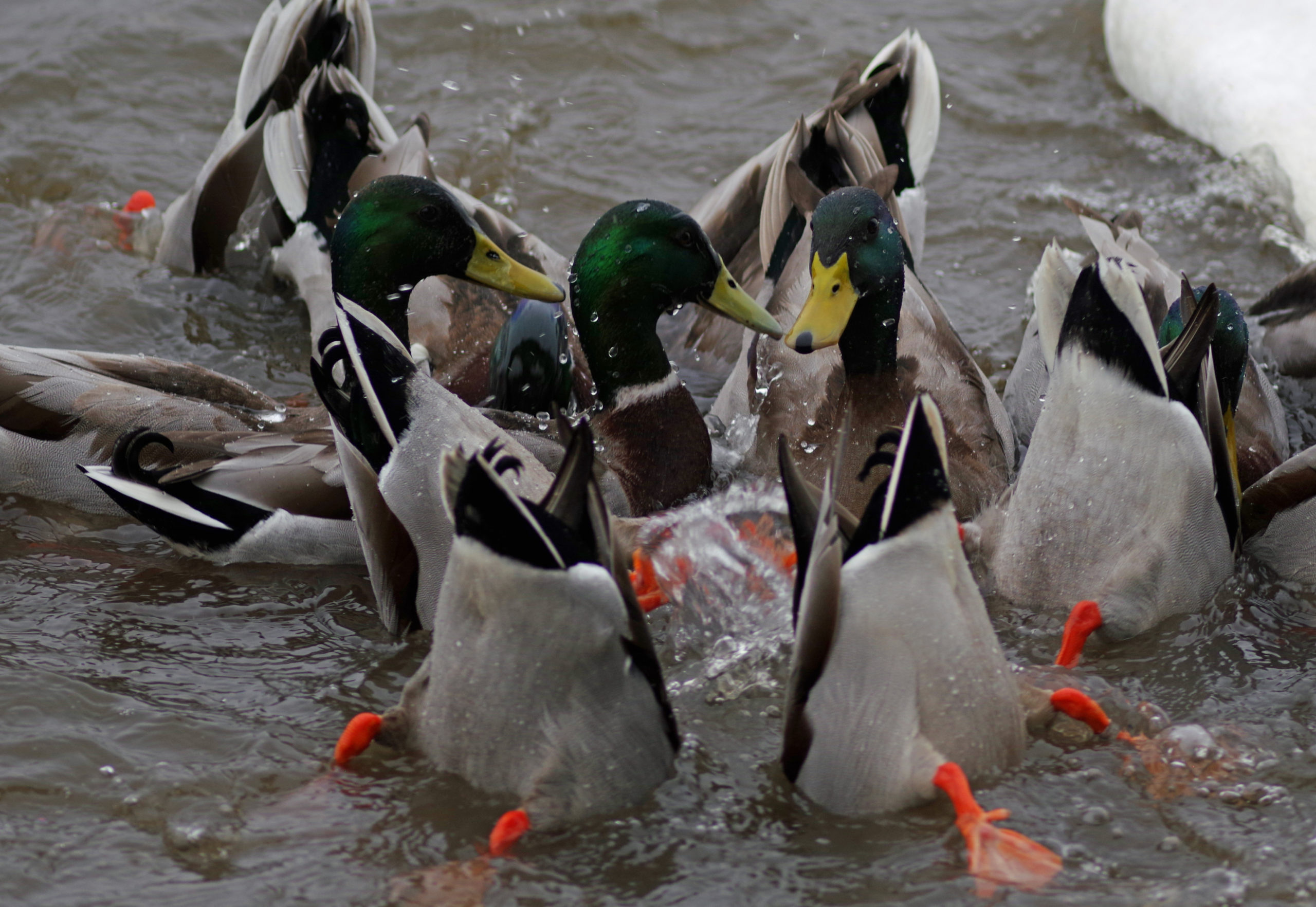 Dip into the world of dabbling ducks - Sheffield & Rotherham Wildlife Trust