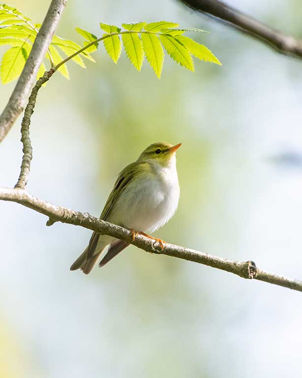 Local Wildlife Photography Competition: Online Exhibition - Page 3 of 7 ...