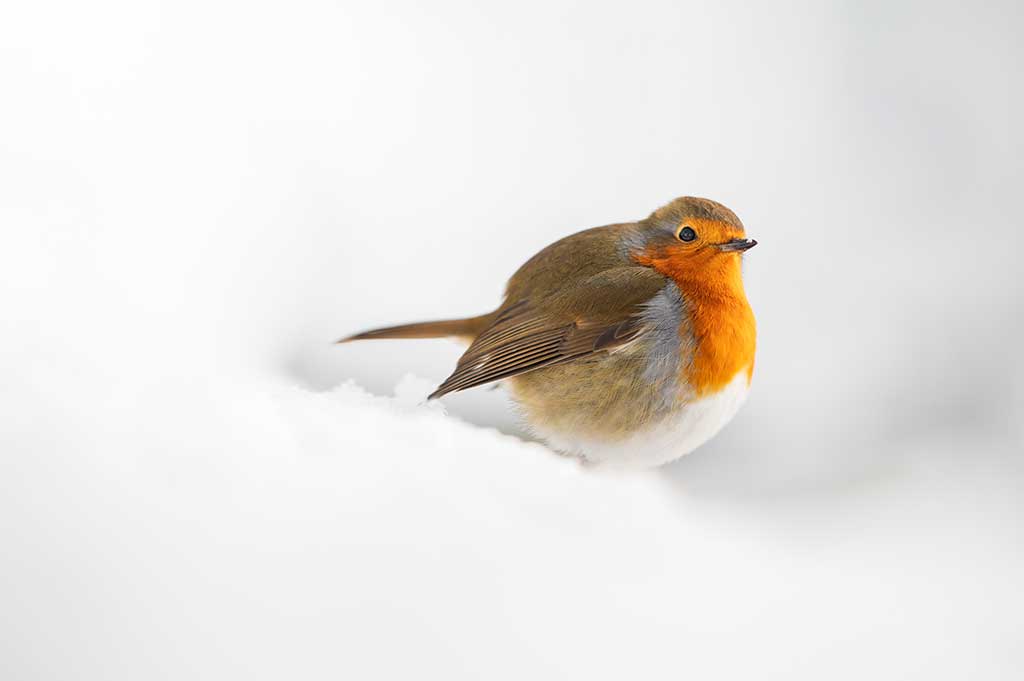 Local Wildlife Photography Competition: Online Exhibition - Page 2 of 7 ...